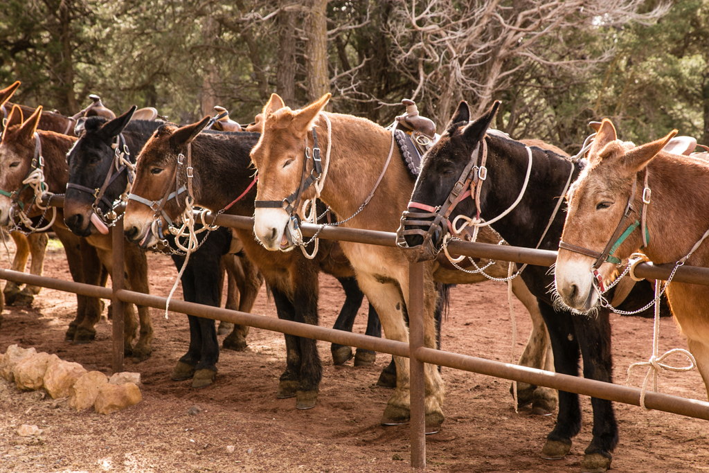 Doing The Grand Canyon In Grand Style - Luxe Beat Magazine