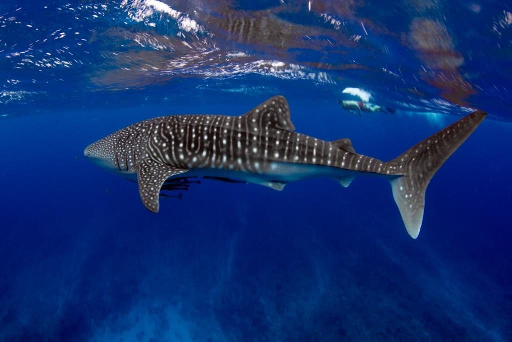 Explore Australia's Largest and Undiscovered Fringing Reef - Luxe Beat ...