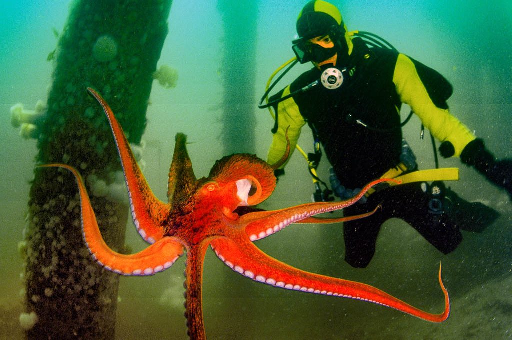 Realm of the Giant Pacific Octopus - Luxe Beat Magazine