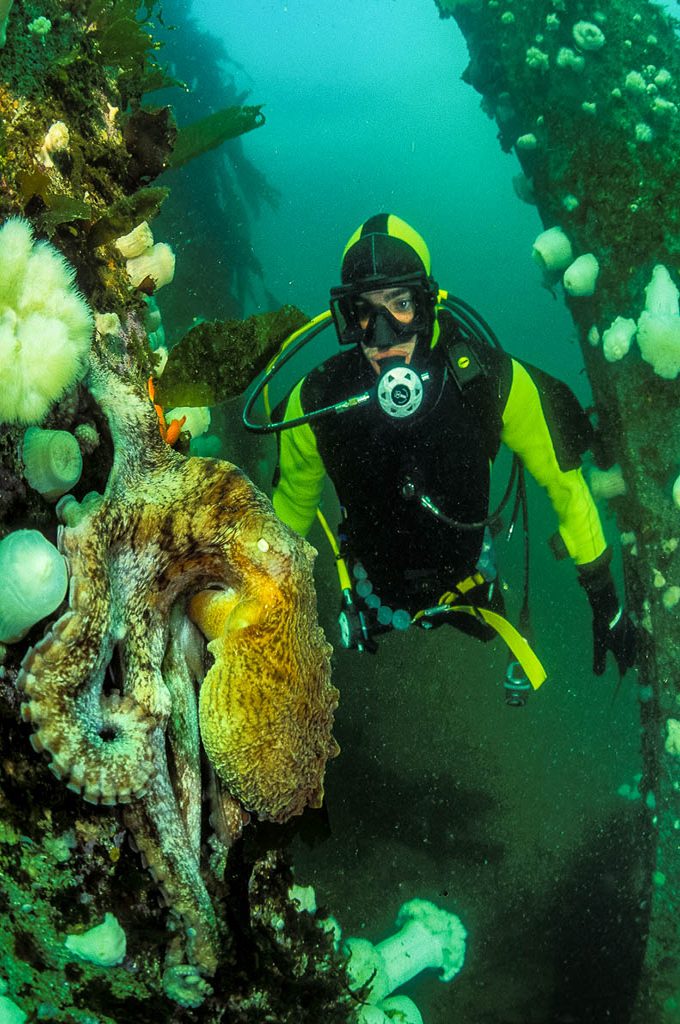 Realm of the Giant Pacific Octopus - Luxe Beat Magazine