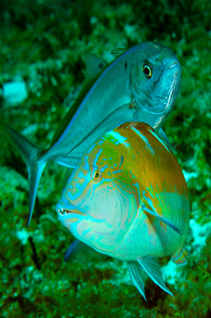 Fish Photography: The Ultimate Undersea Skill - Luxe Beat Magazine