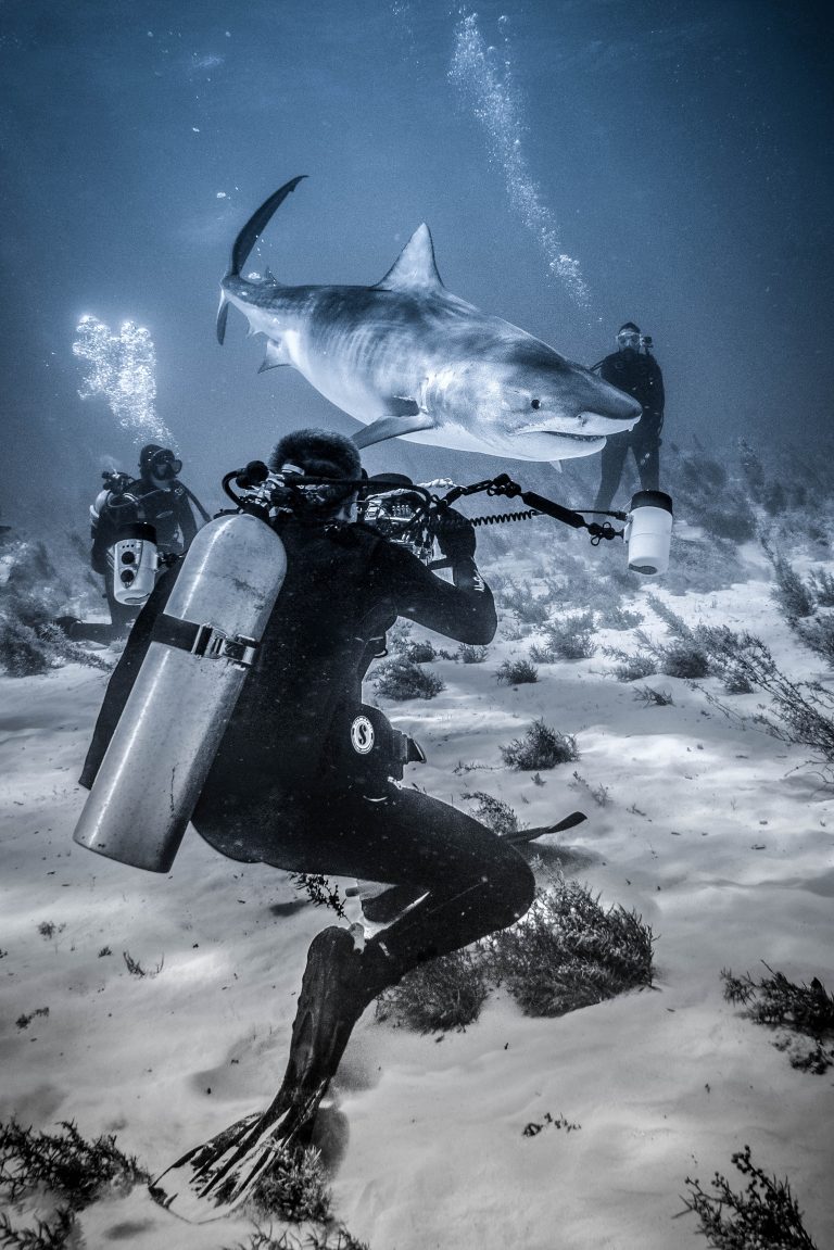Fish Photography: The Ultimate Undersea Skill - Luxe Beat Magazine