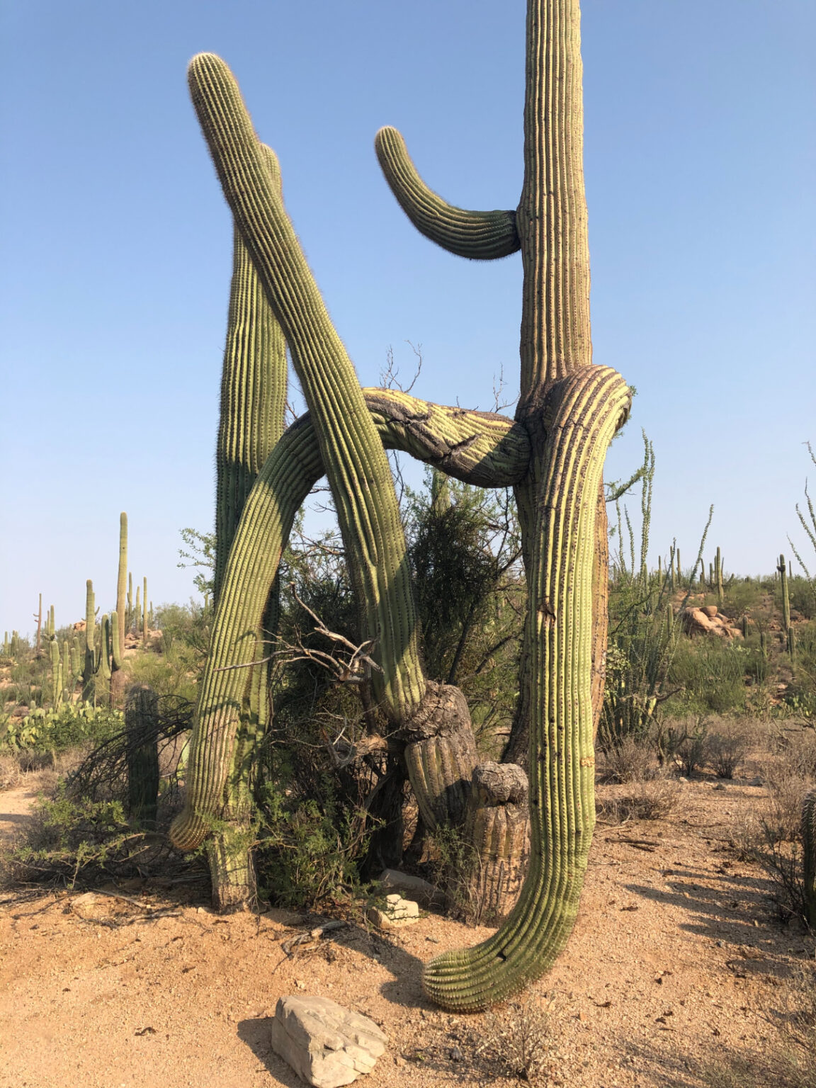 Pay homage to cactus royalty at Saguaro National Park - Luxe Beat Magazine